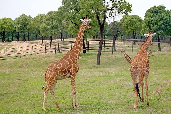 A Zebra family in Shanghai Zoo – China Travel Tips
