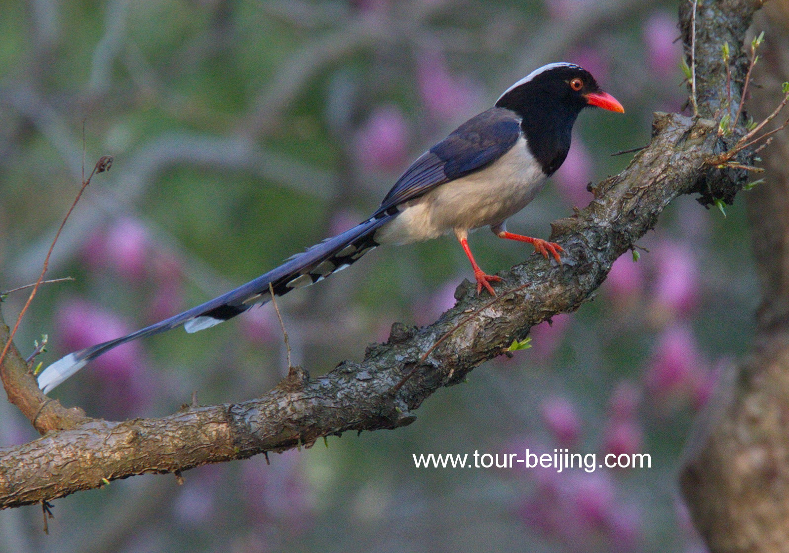 Red billed Blue Magpie in Hangzhou Changqiao Park – China Travel Tips