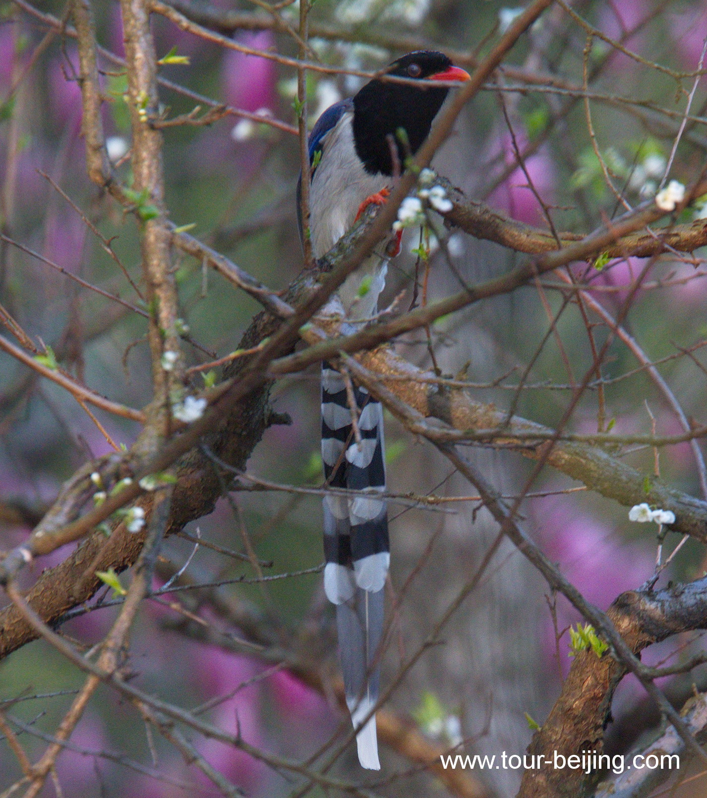 Red billed Blue Magpie in Hangzhou Changqiao Park – China Travel Tips
