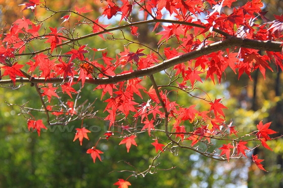 Top 10 Places to See Autumn Leaves in China « China Travel Tips – Tour ...