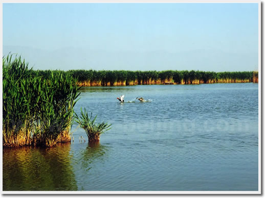Shahu Lake, Yinchuan Attractions - Yinchuan Travel Guide